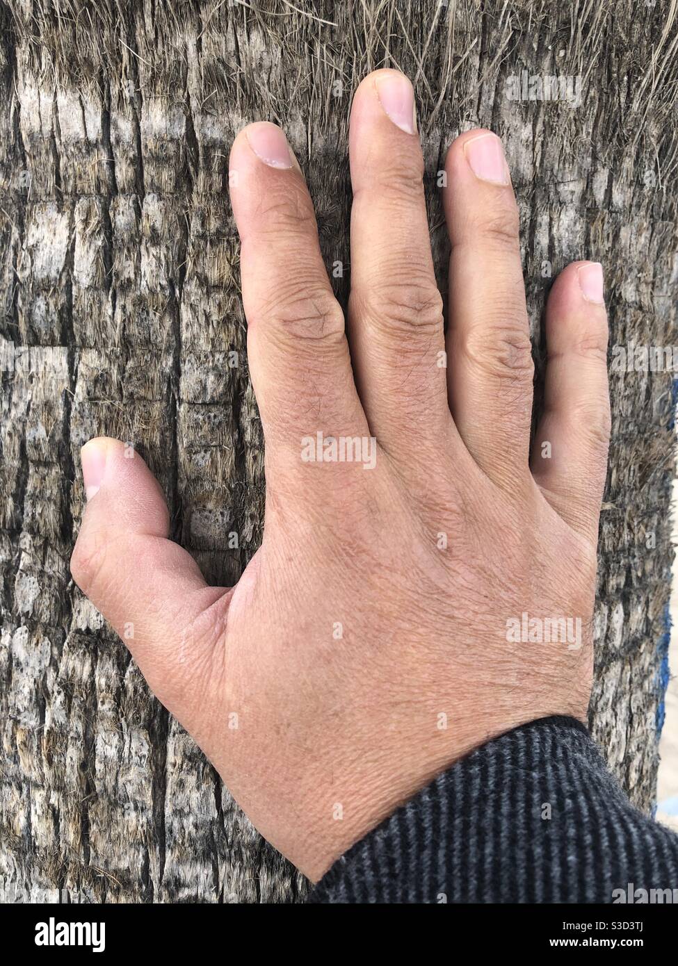 Hand of a person touching a palm tree Stock Photo - Alamy