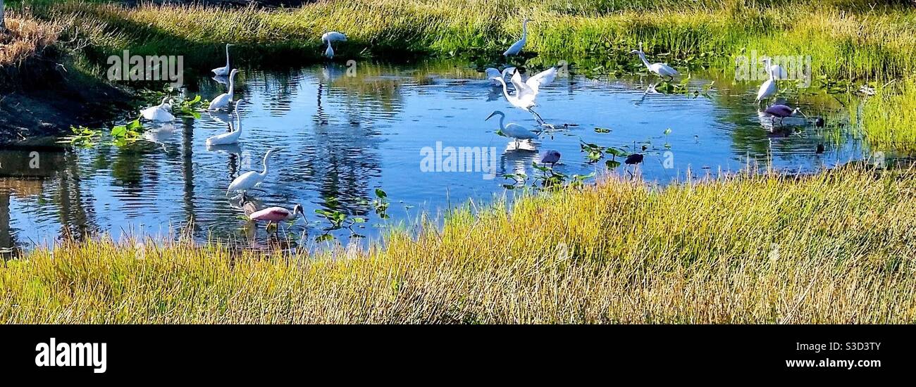 Rest stop migrating birds hi-res stock photography and images - Alamy