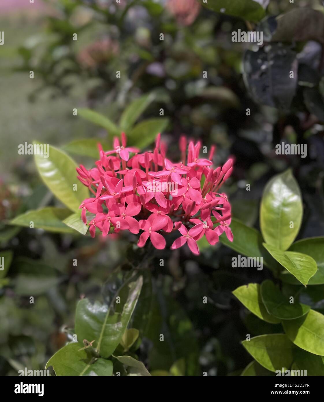 Red ixora flower hi-res stock photography and images - Alamy