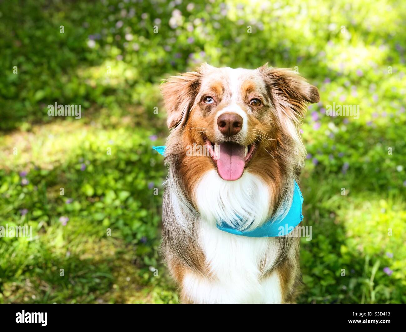 Happy australian shepherd hi-res stock photography and images - Alamy