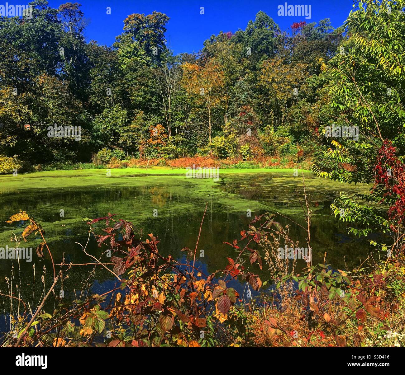 Miss pond hi-res stock photography and images - Alamy