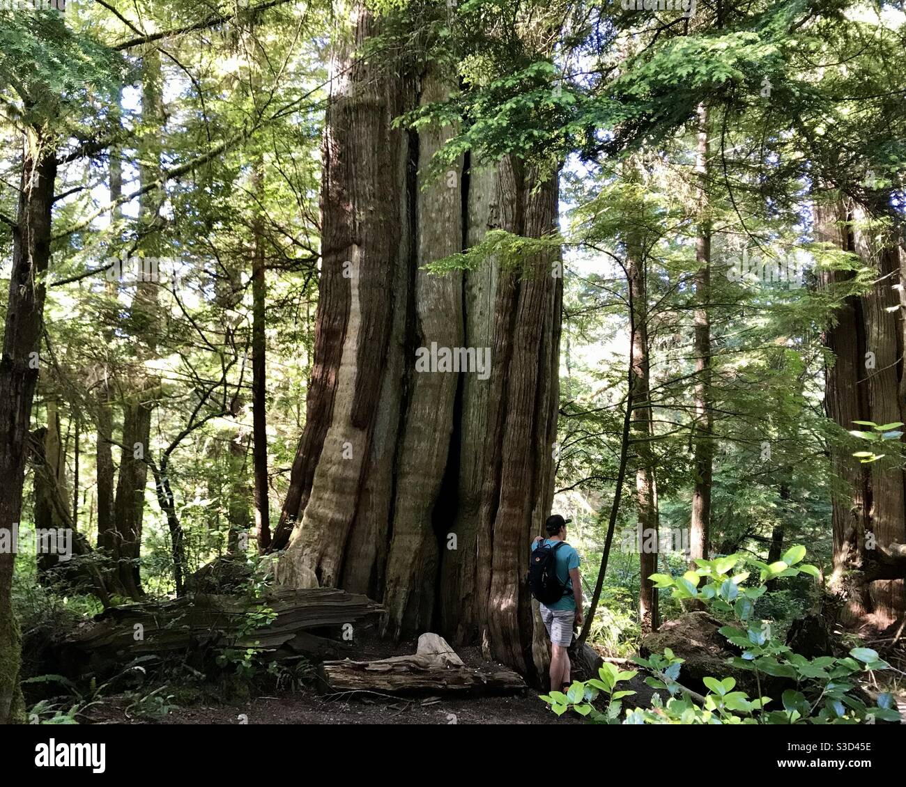 Ancient cedar tree hi-res stock photography and images - Alamy