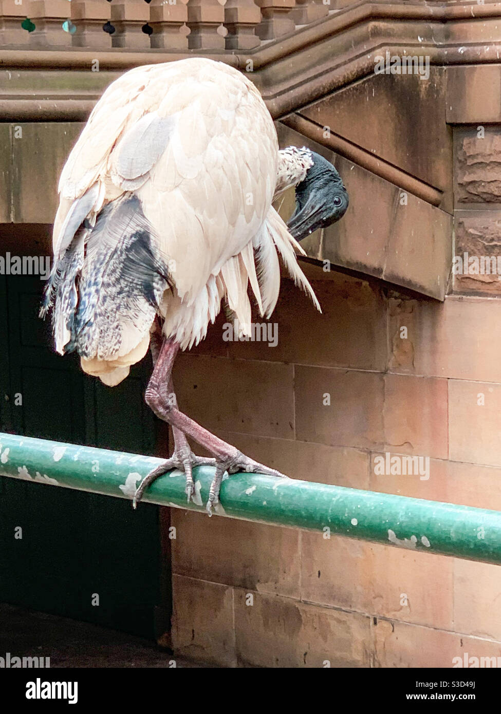 Australian ibis hi-res stock photography and images - Alamy