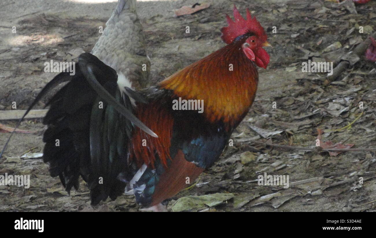 Hawaii Chicken High Resolution Stock Photography and Images - Alamy