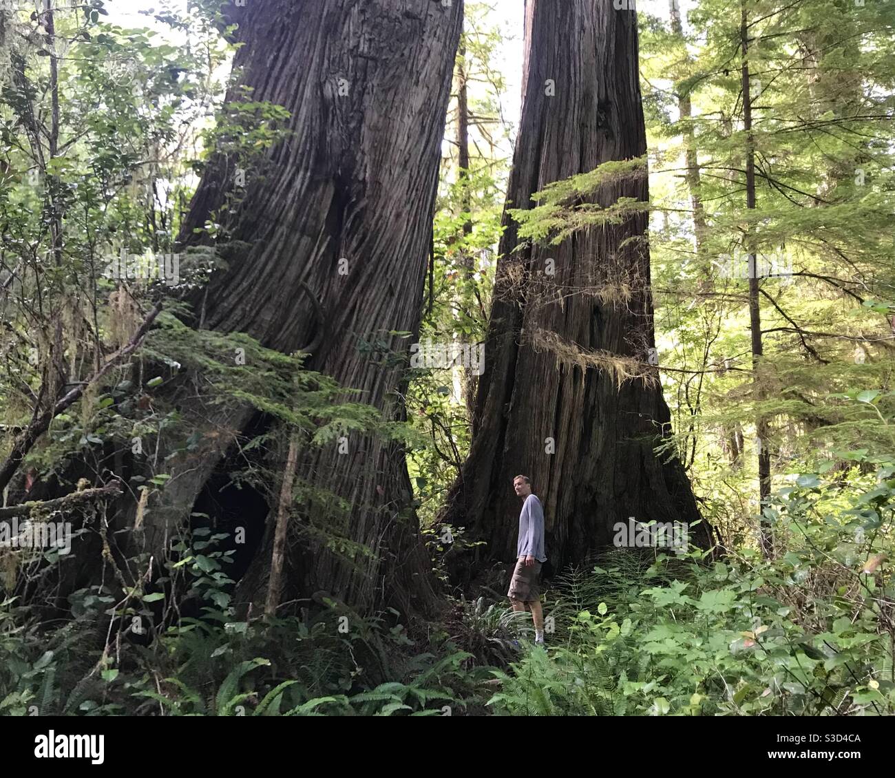 Old growth cedar trees hi-res stock photography and images - Alamy