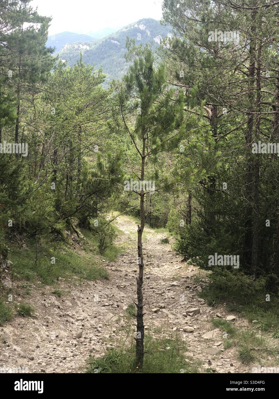 Young tree hi-res stock photography and images - Alamy