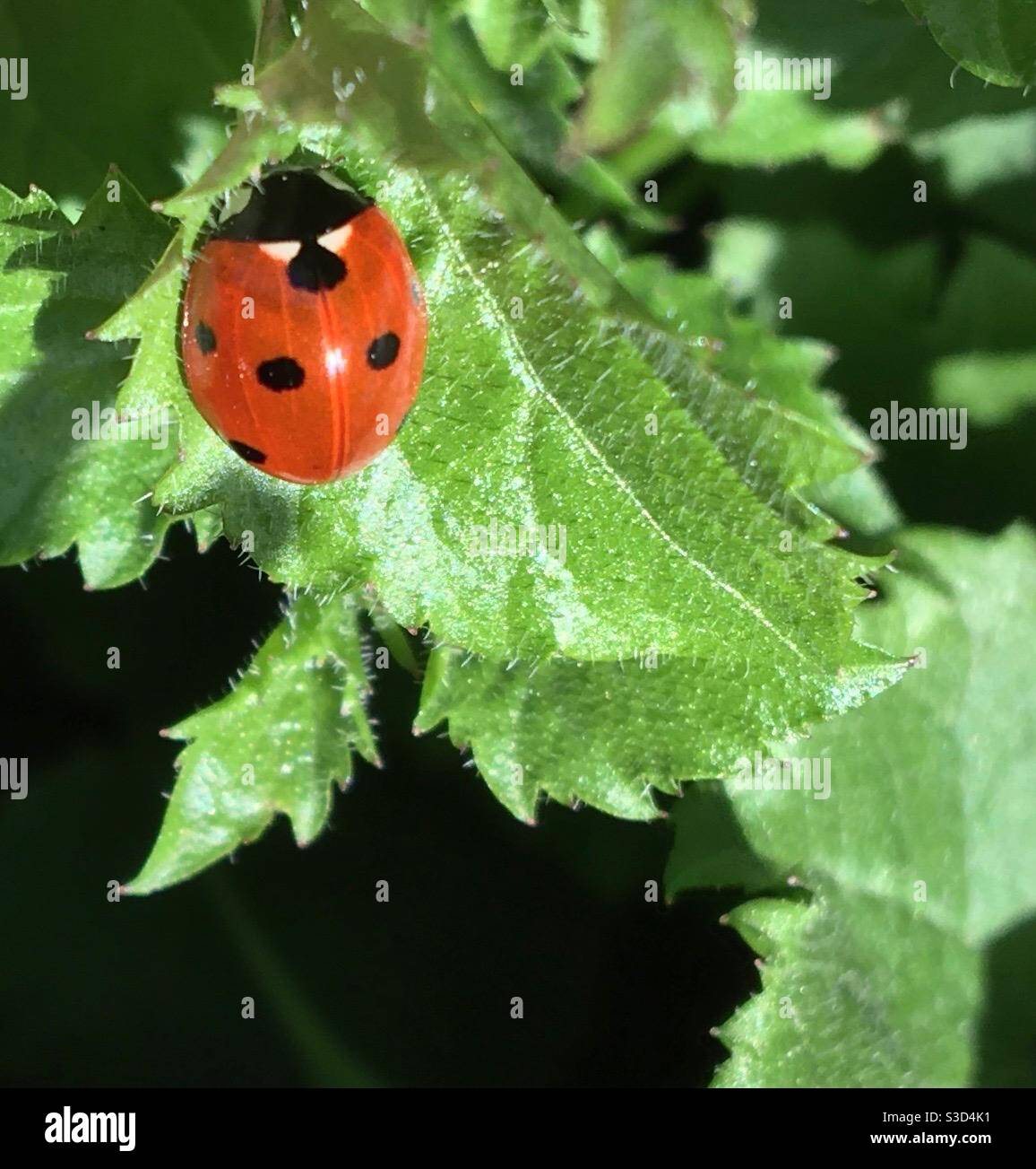 Bug lady leaf hi-res stock photography and images - Alamy