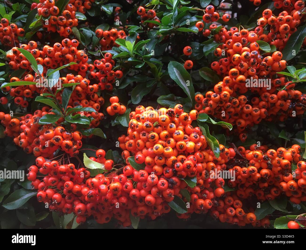 Red berries bush hi-res stock photography and images - Alamy