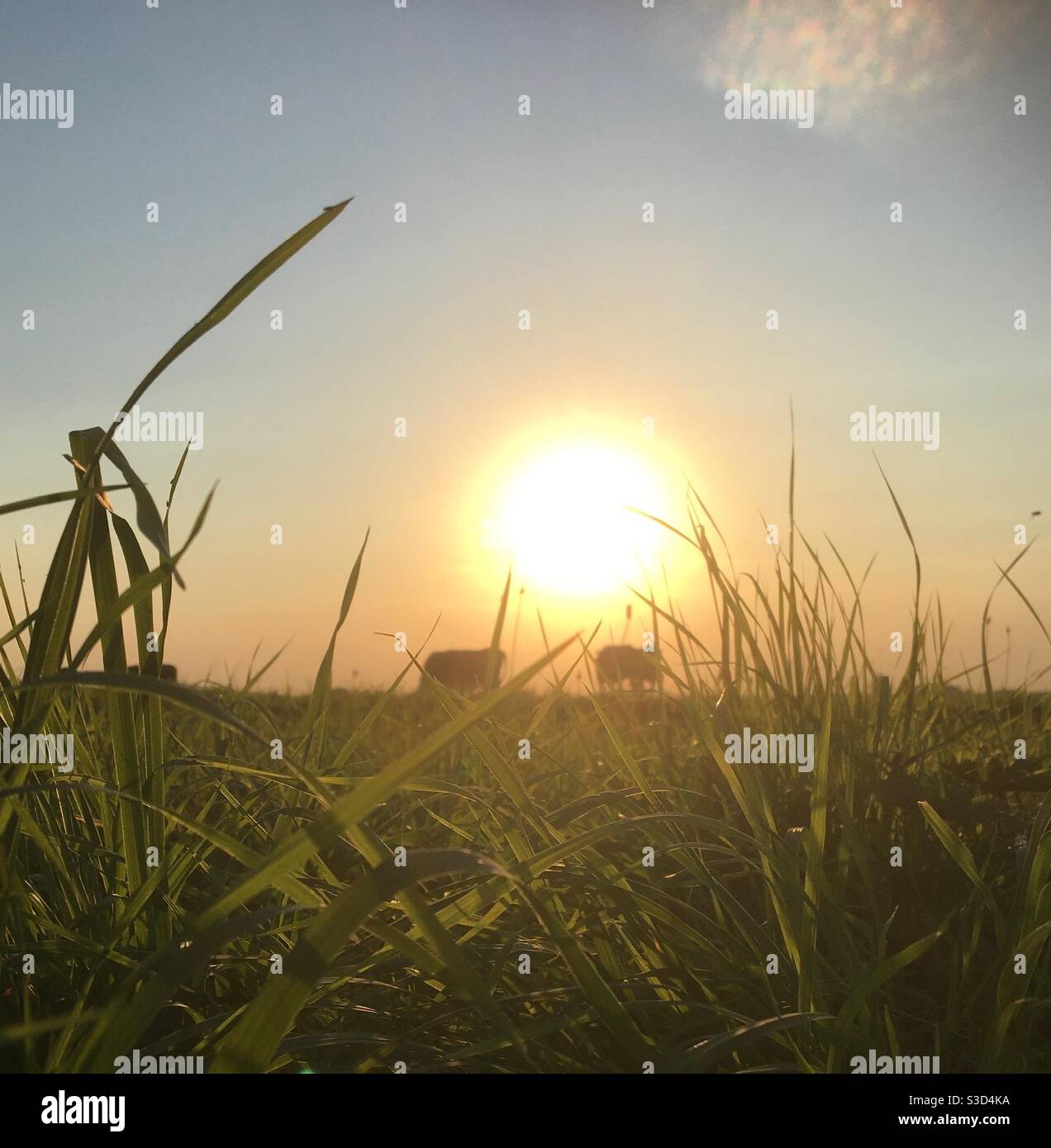 Field of cows sunset hi-res stock photography and images - Alamy