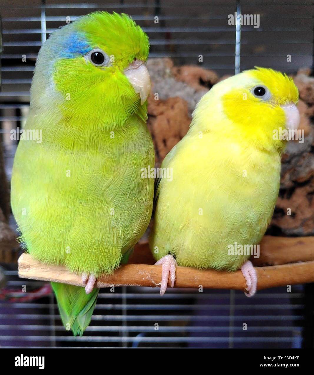 Parrotlets hi-res stock photography and images - Alamy