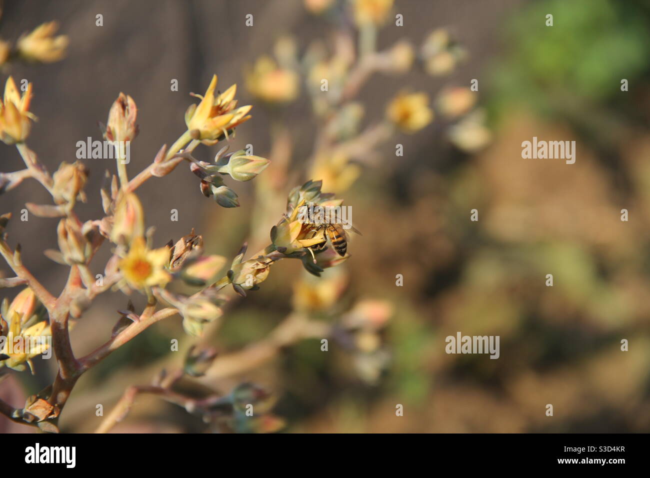 Save the bees hi-res stock photography and images - Alamy