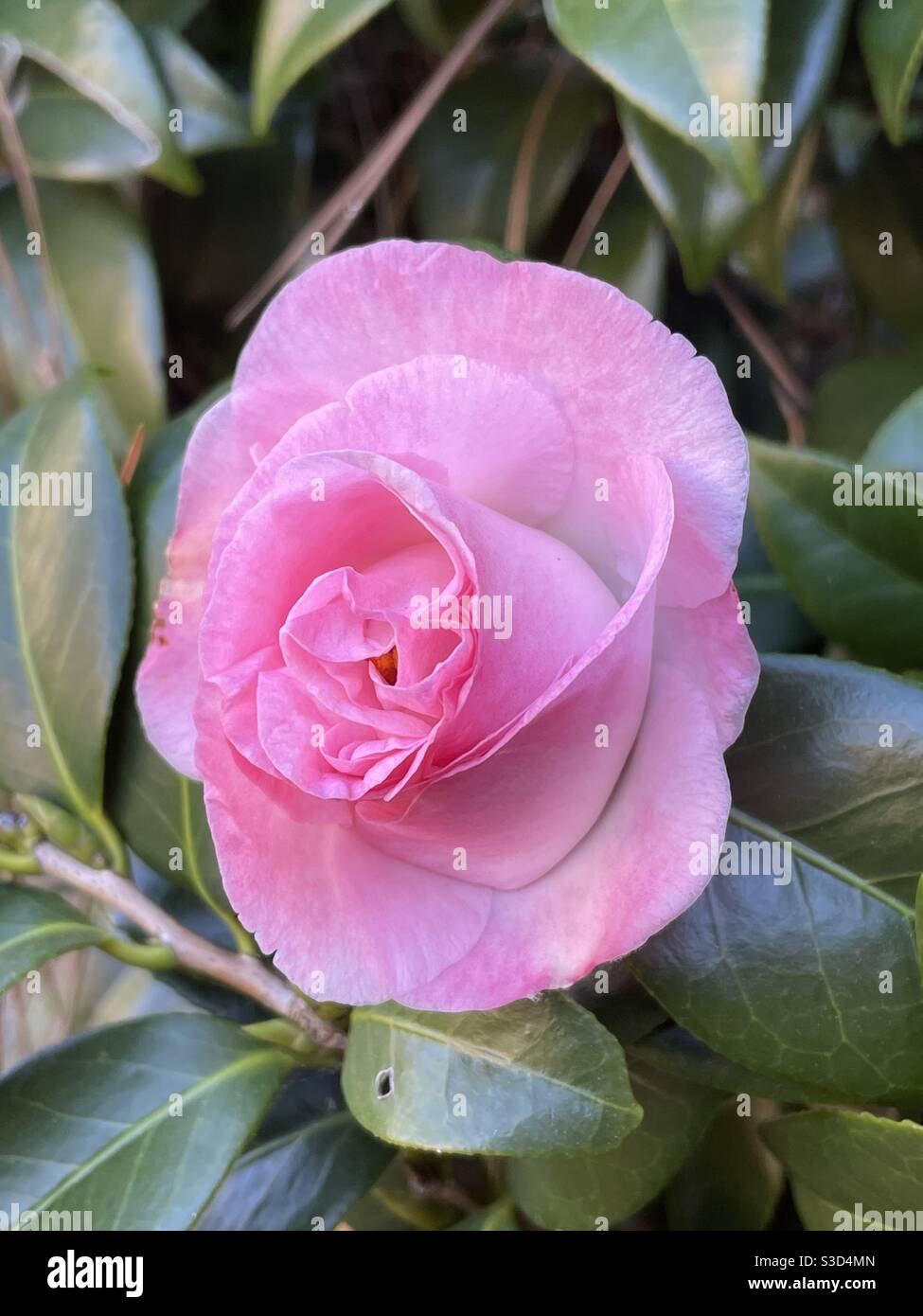 Bud of a pink camellia flower Stock Photo - Alamy