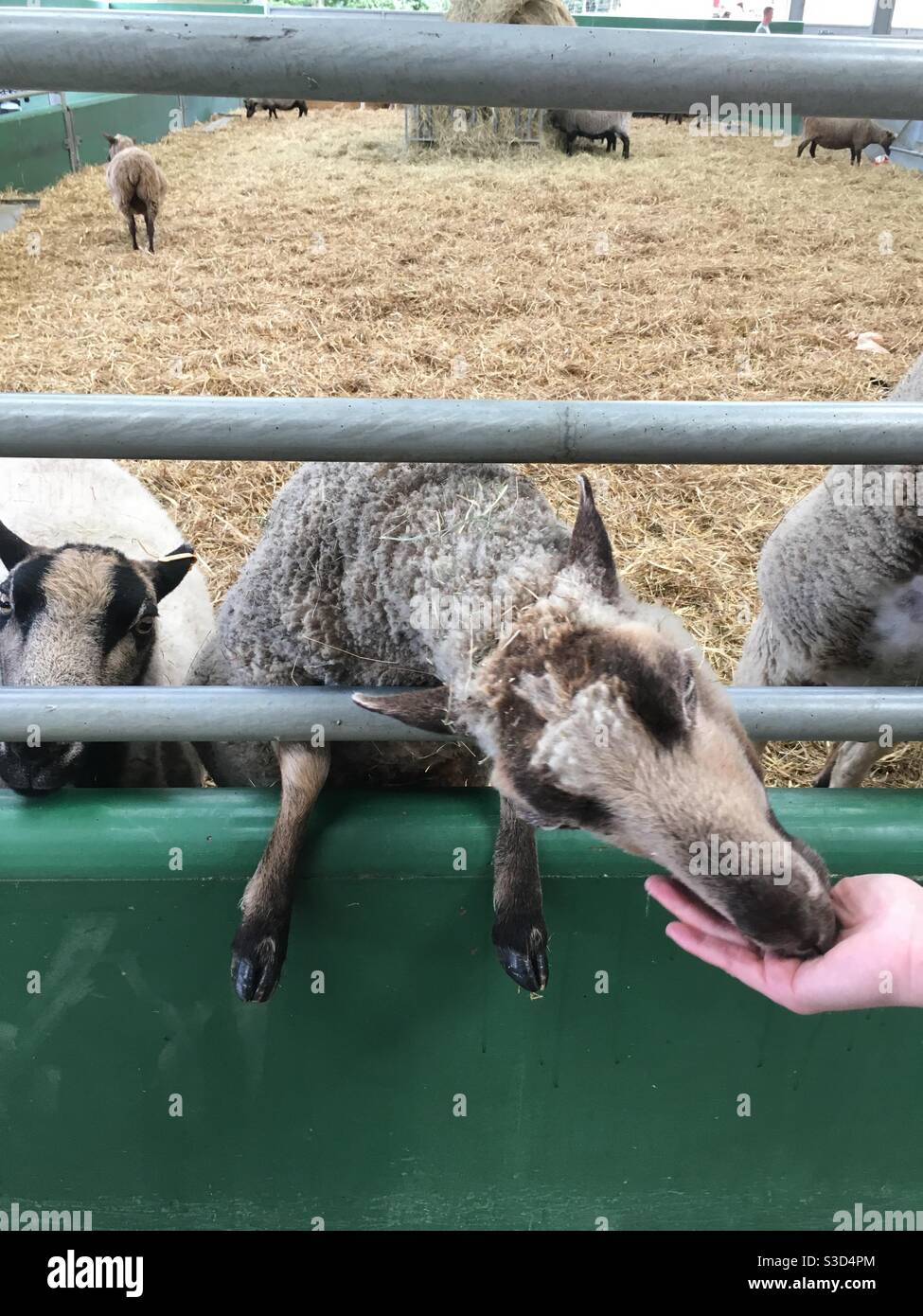 Hungry Sheep High Resolution Stock Photography and Images - Alamy