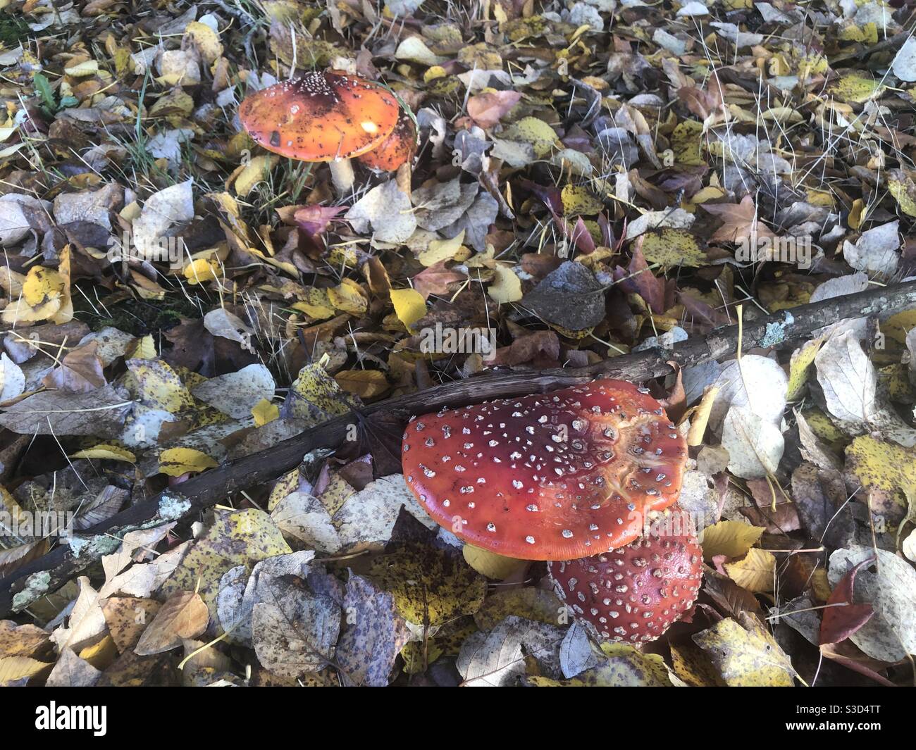 Red with white dots mushrooms hi-res stock photography and images - Alamy