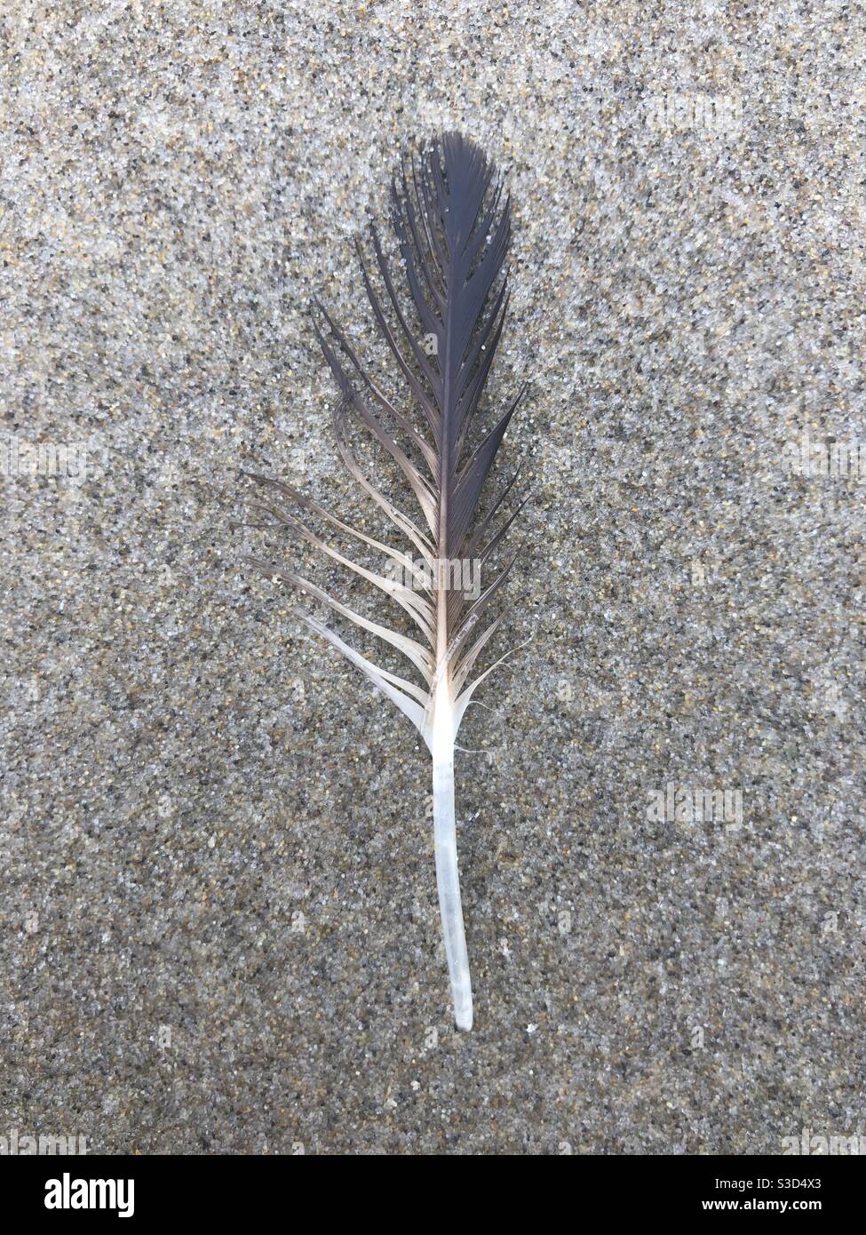 Washed Up Feather High Resolution Stock Photography and Images - Alamy