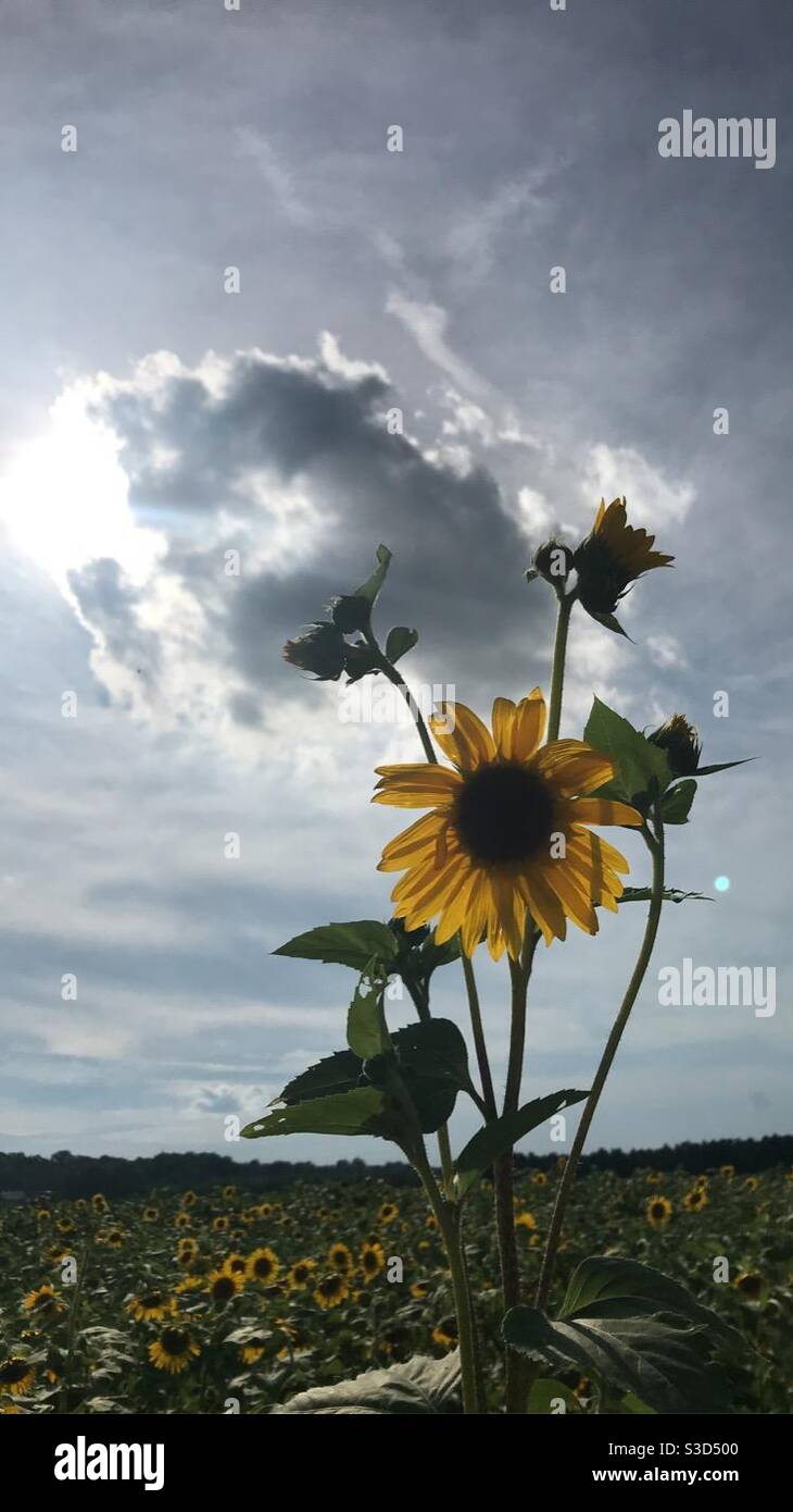 Sunflower sun king hi-res stock photography and images - Alamy