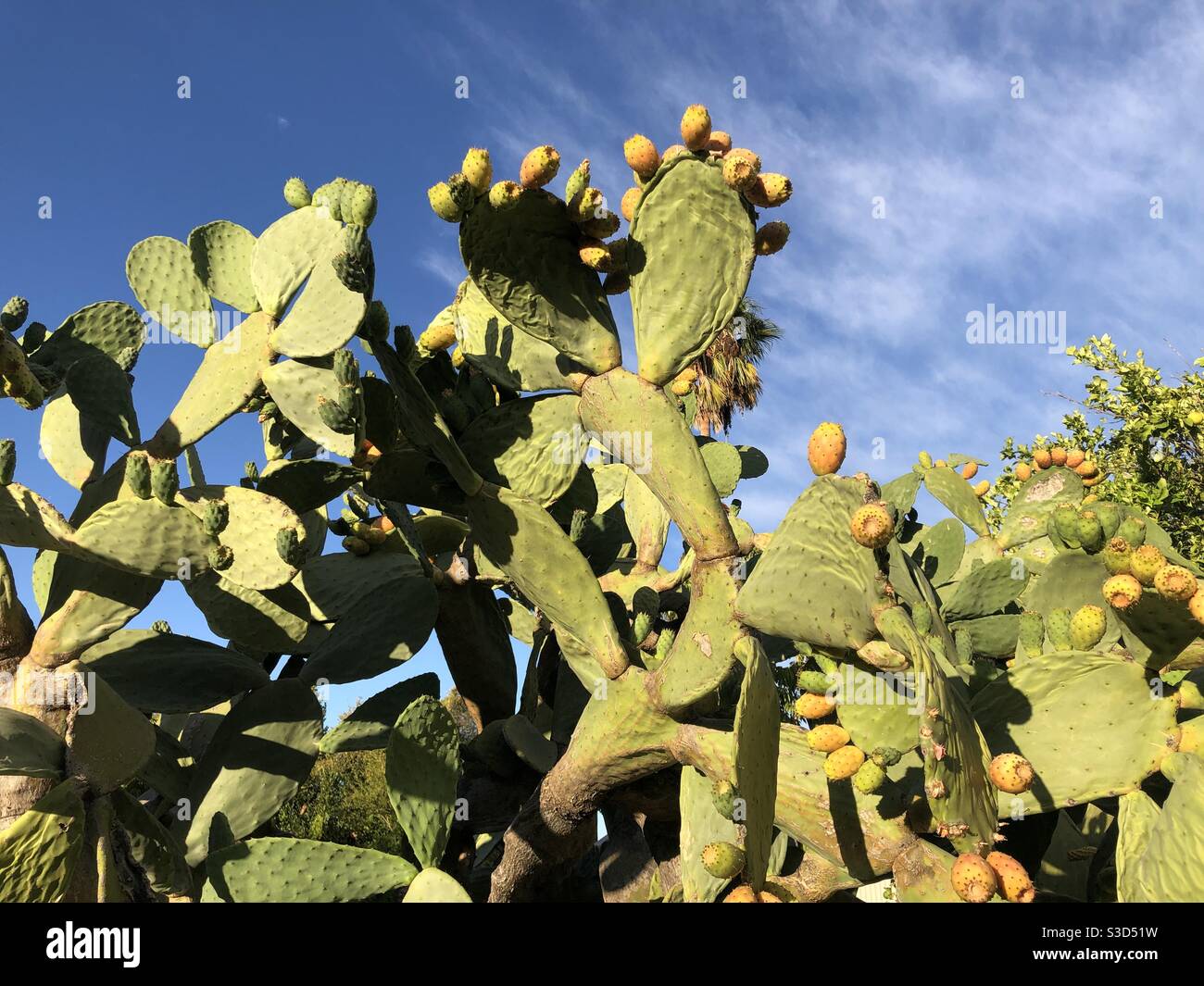New growth on a cactus Stock Photo - Alamy
