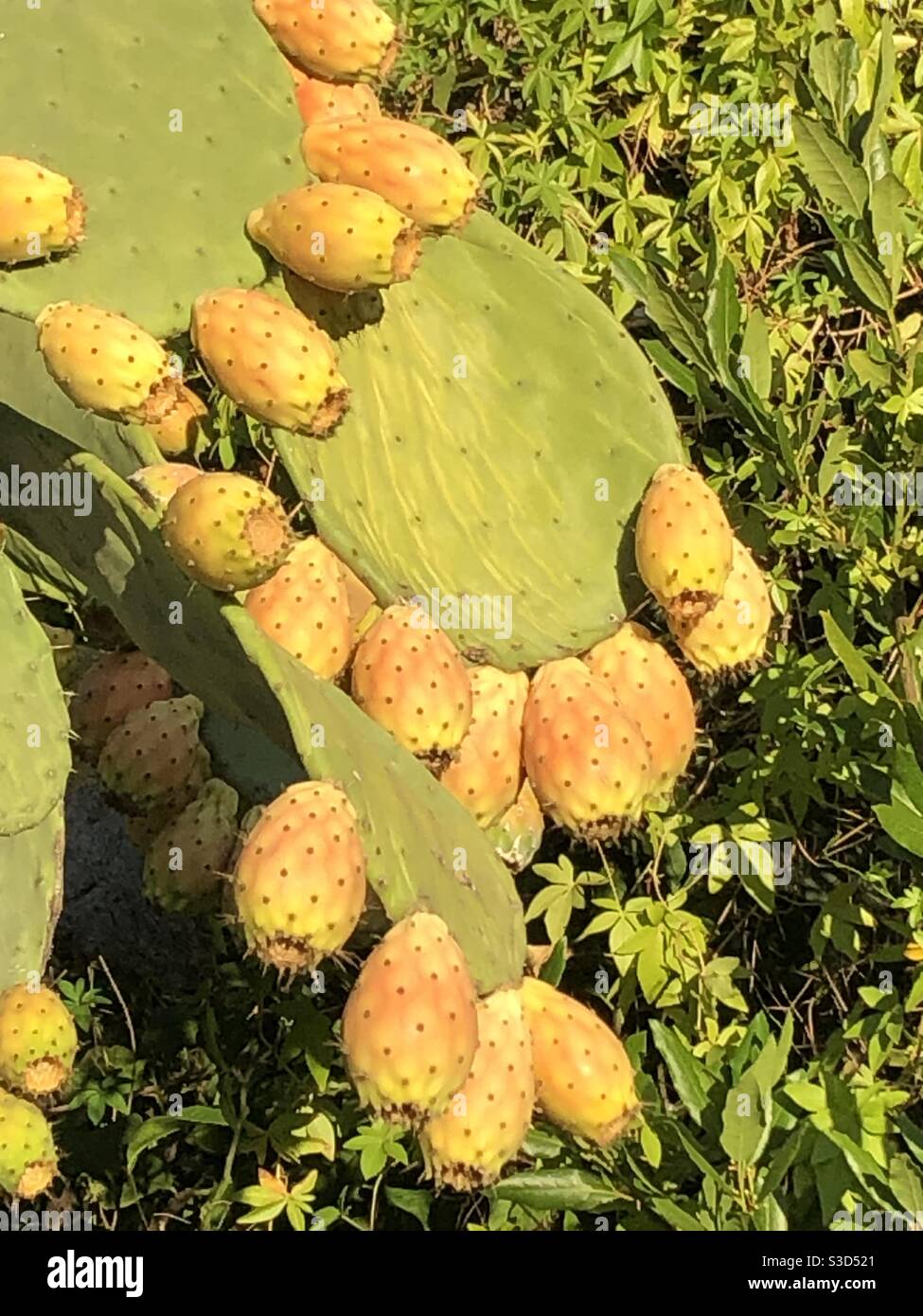 New growth on cactus hi-res stock photography and images - Alamy