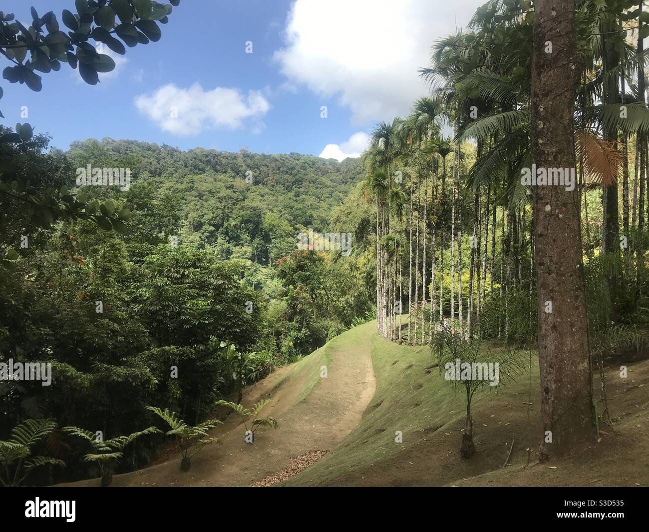 Martinique balata garden hi-res stock photography and images - Alamy