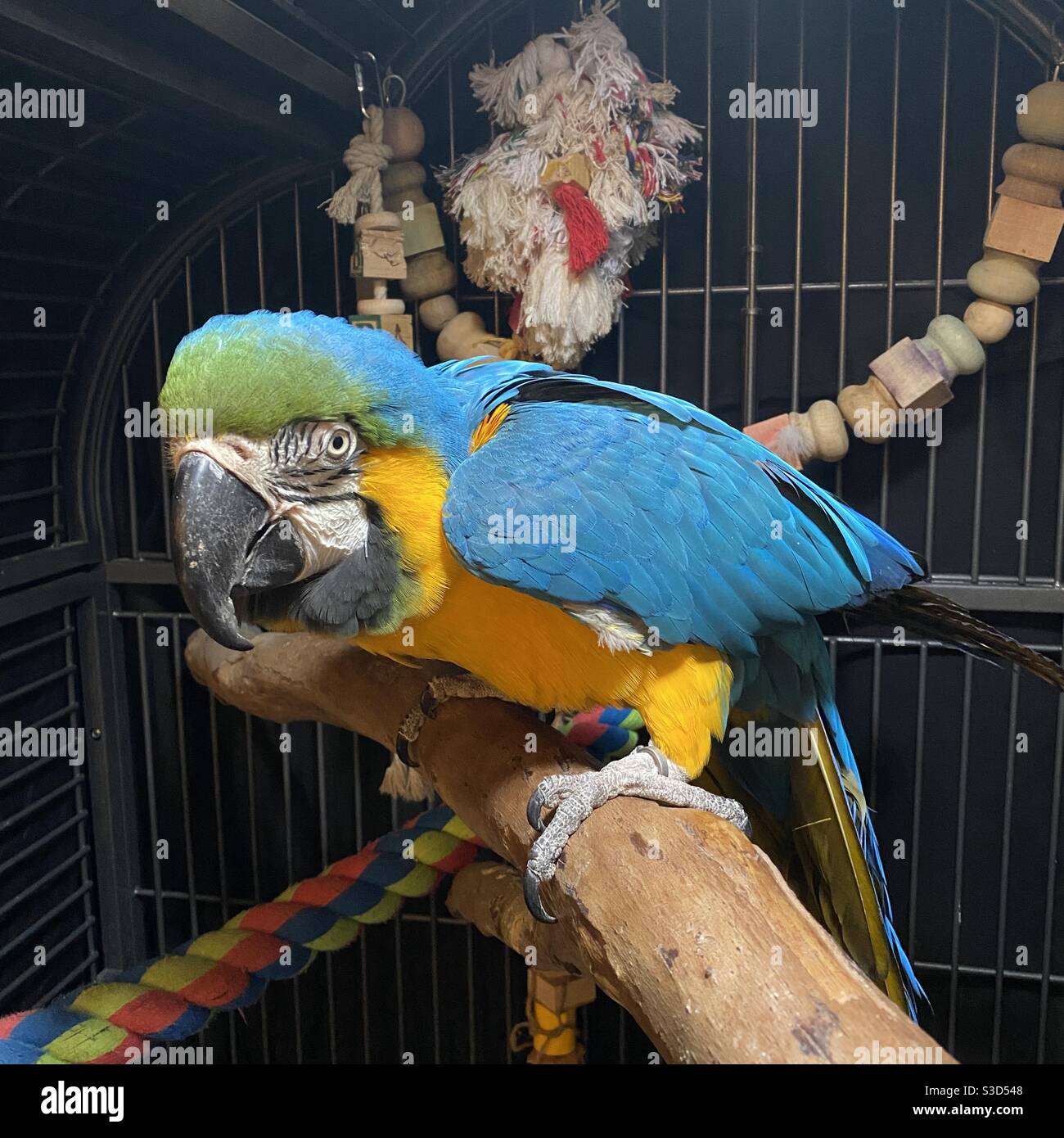 Pet parrot hi-res stock photography and images - Alamy