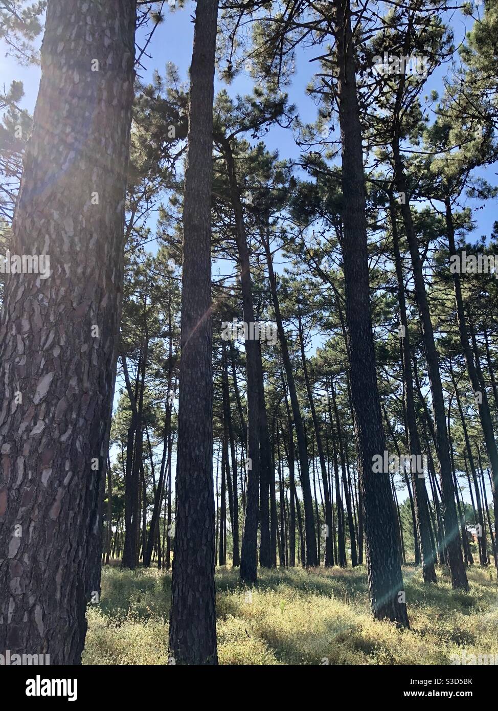 Perfect sun view hi-res stock photography and images - Alamy