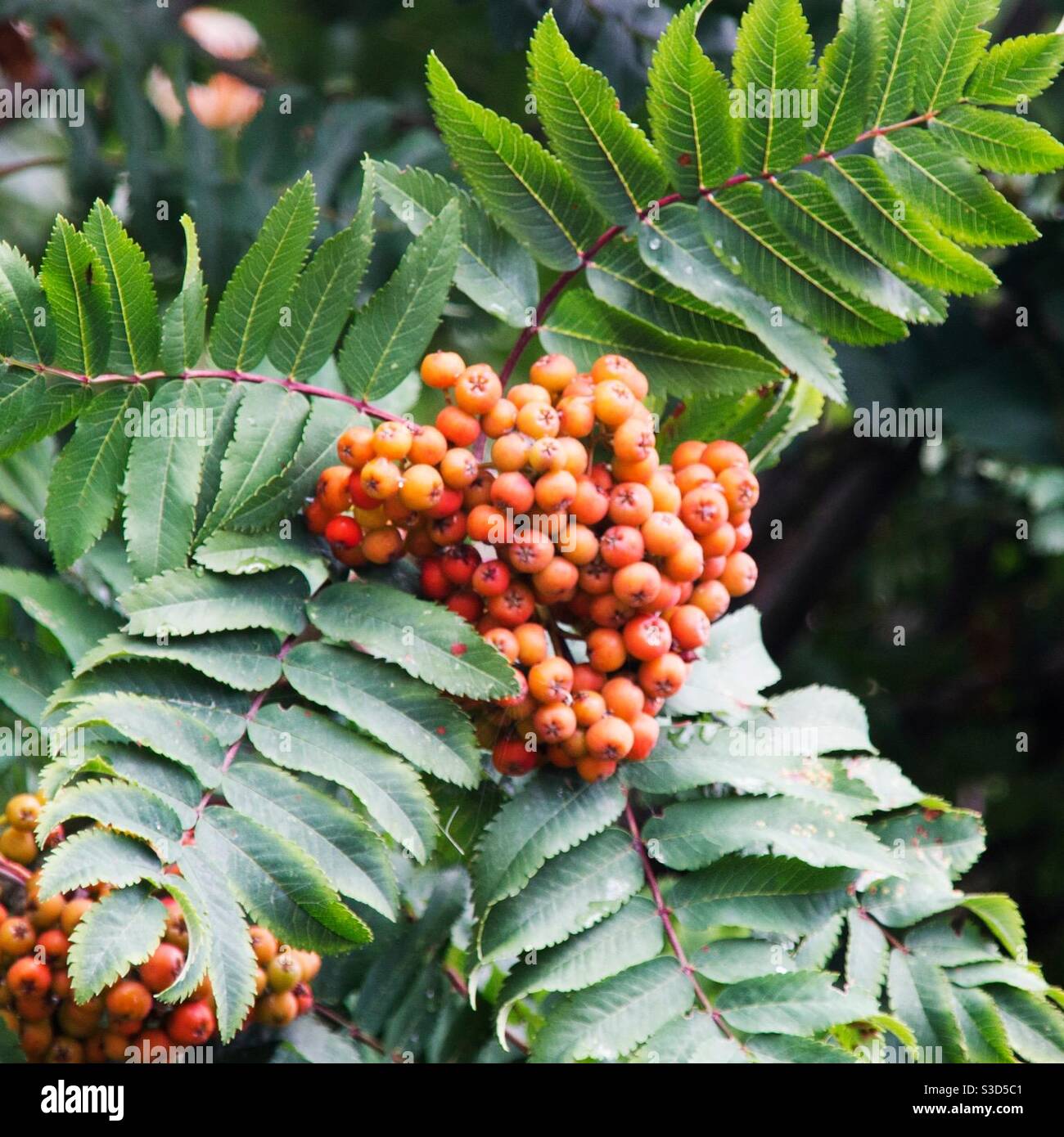 Rowan leafs hi-res stock photography and images - Alamy