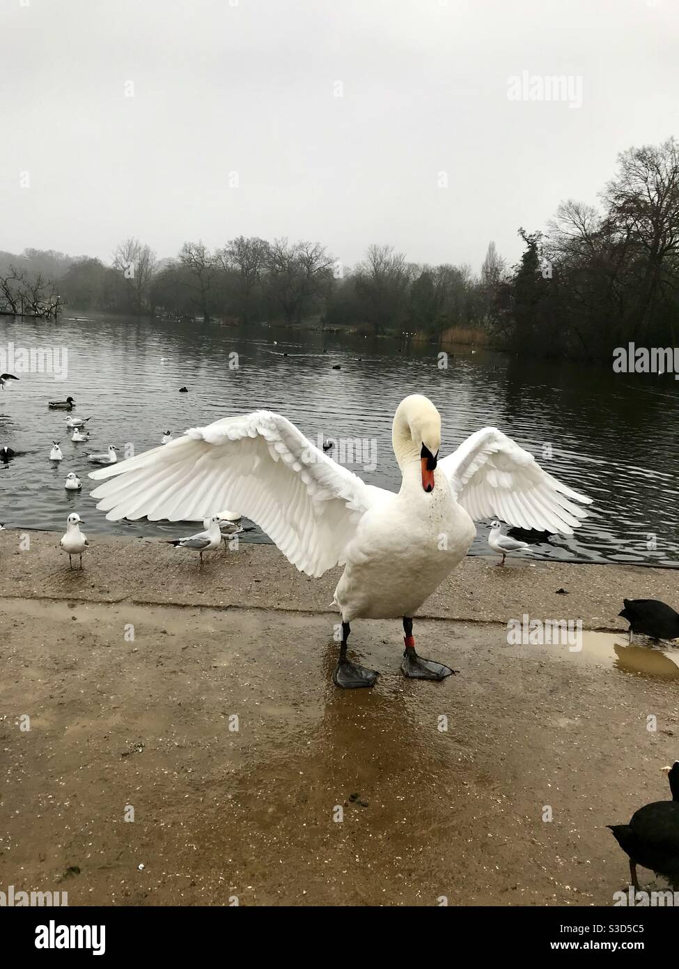 Swan spreads wings Stock Photo - Alamy