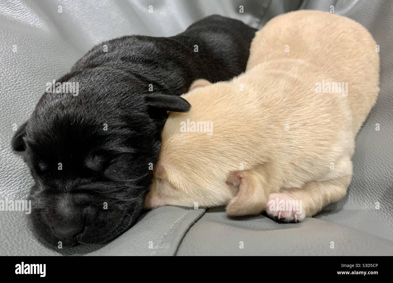 Cute labradors hi-res stock photography and images - Alamy