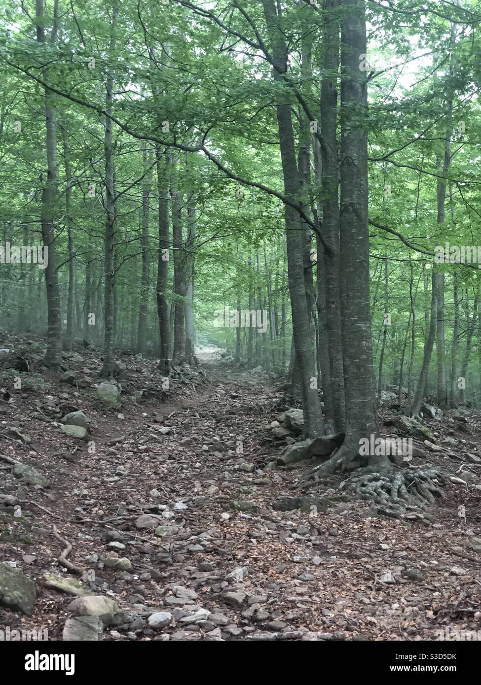 Trails hike trees hi-res stock photography and images - Alamy