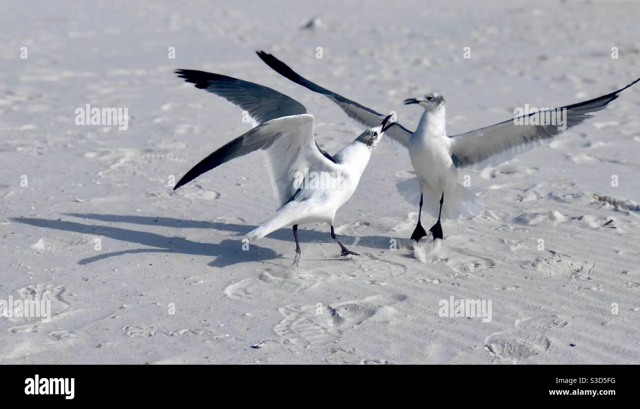 Seagull scolding and confronting another seagull whose jumping back ...
