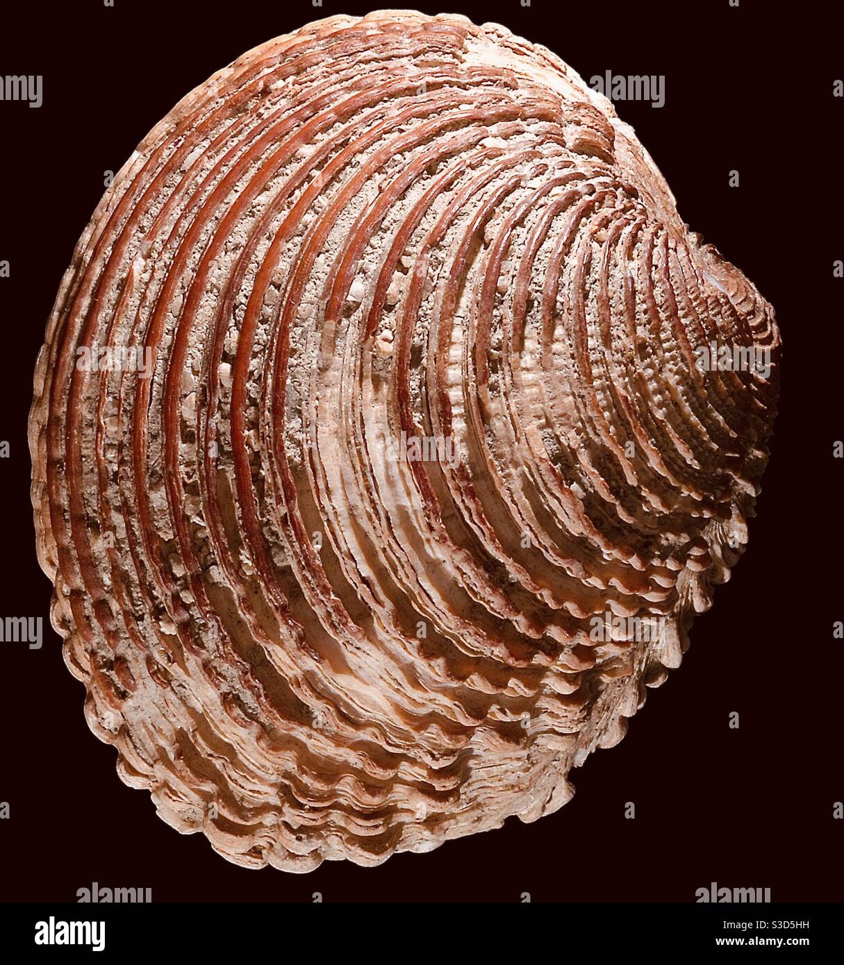 Ridged shell hi-res stock photography and images - Alamy