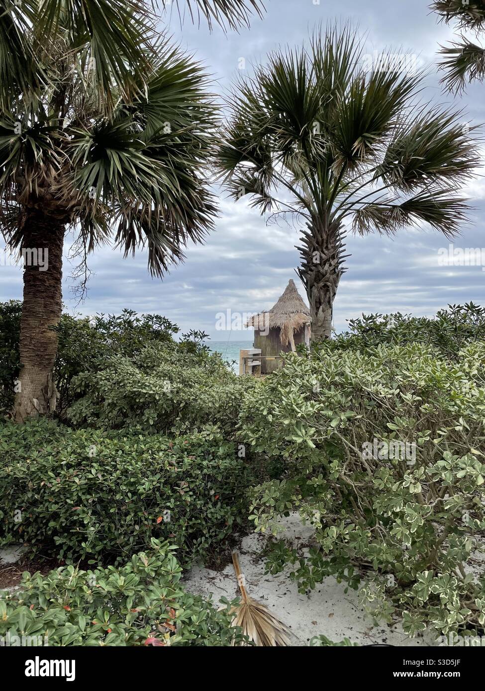 Tropical landscape on Florida beach Stock Photo - Alamy