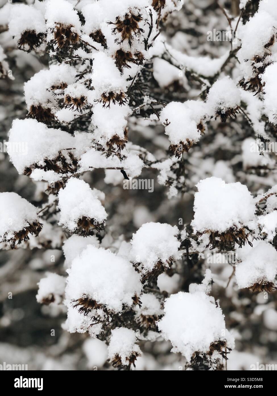 Snow landing hi-res stock photography and images - Alamy