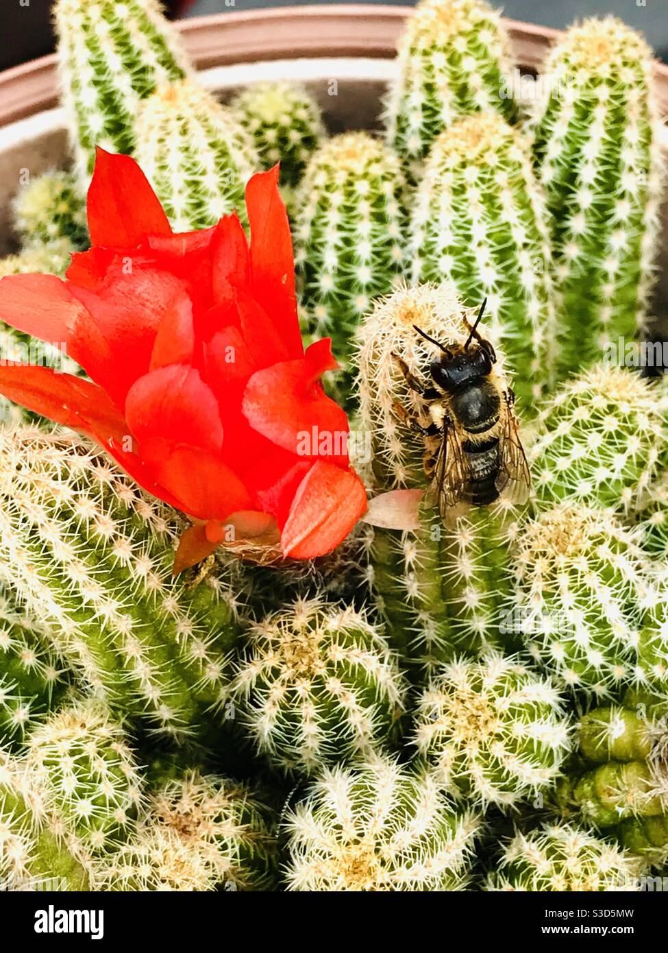 Bee on cactus flower hi-res stock photography and images - Alamy
