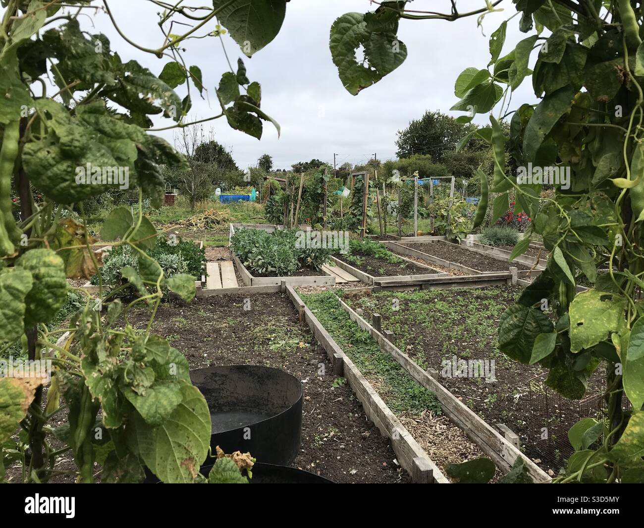 Vegetation vegetables hi-res stock photography and images - Alamy