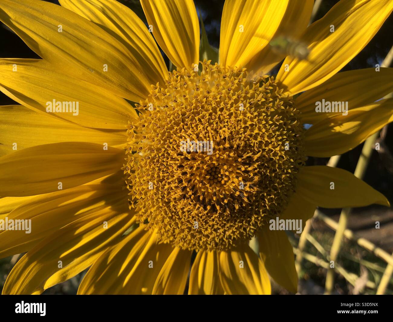 The approach of a winged pollinator on the pollen pad of a sun kissed ...