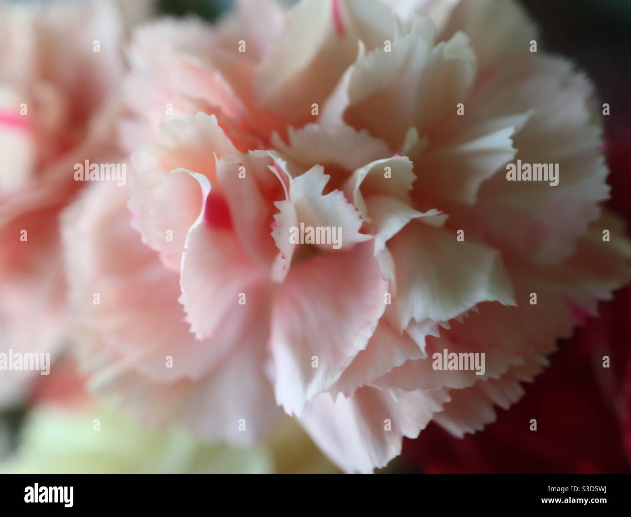 Raspberry Ripple Cut Carnations Stock Photo - Alamy