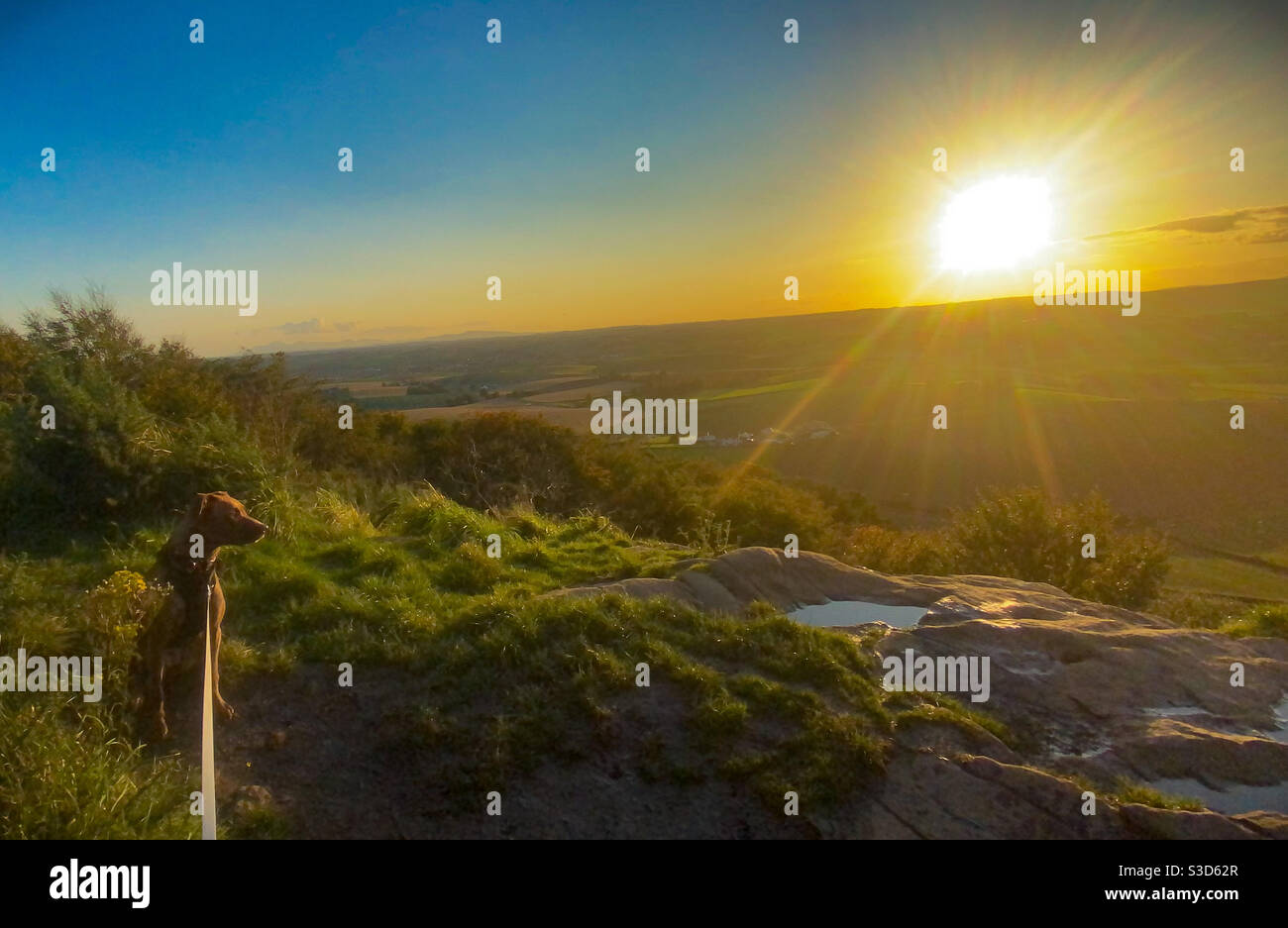 Sunset and dog hi-res stock photography and images - Alamy