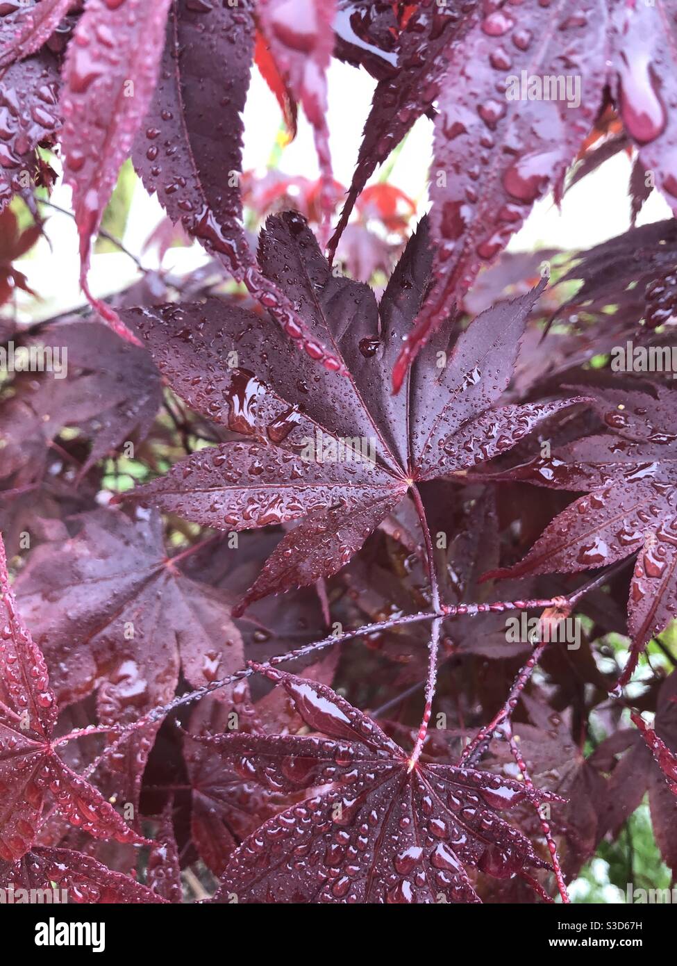 Liver Colored High Resolution Stock Photography and Images - Alamy