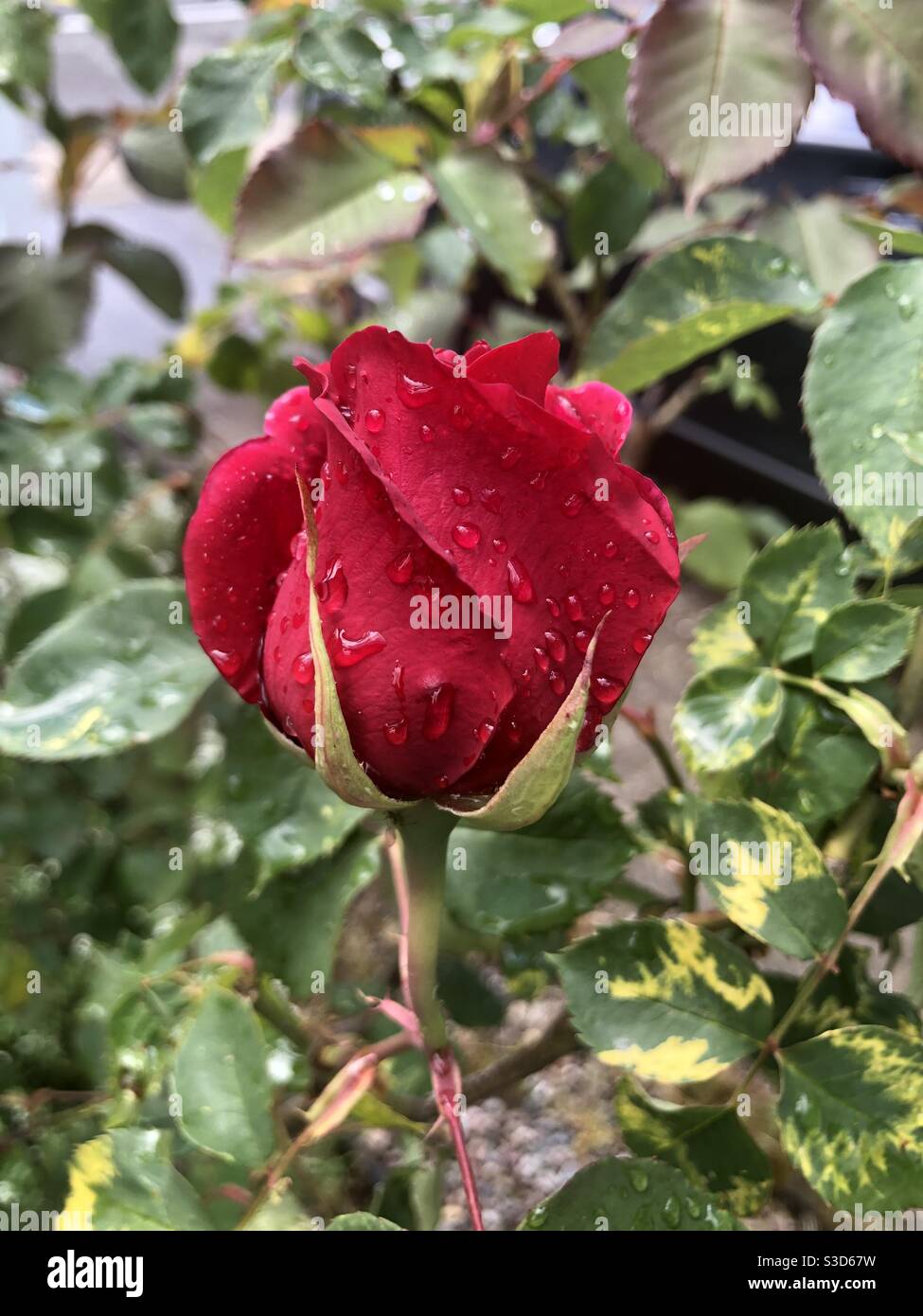 Unfurling petals hi-res stock photography and images - Alamy