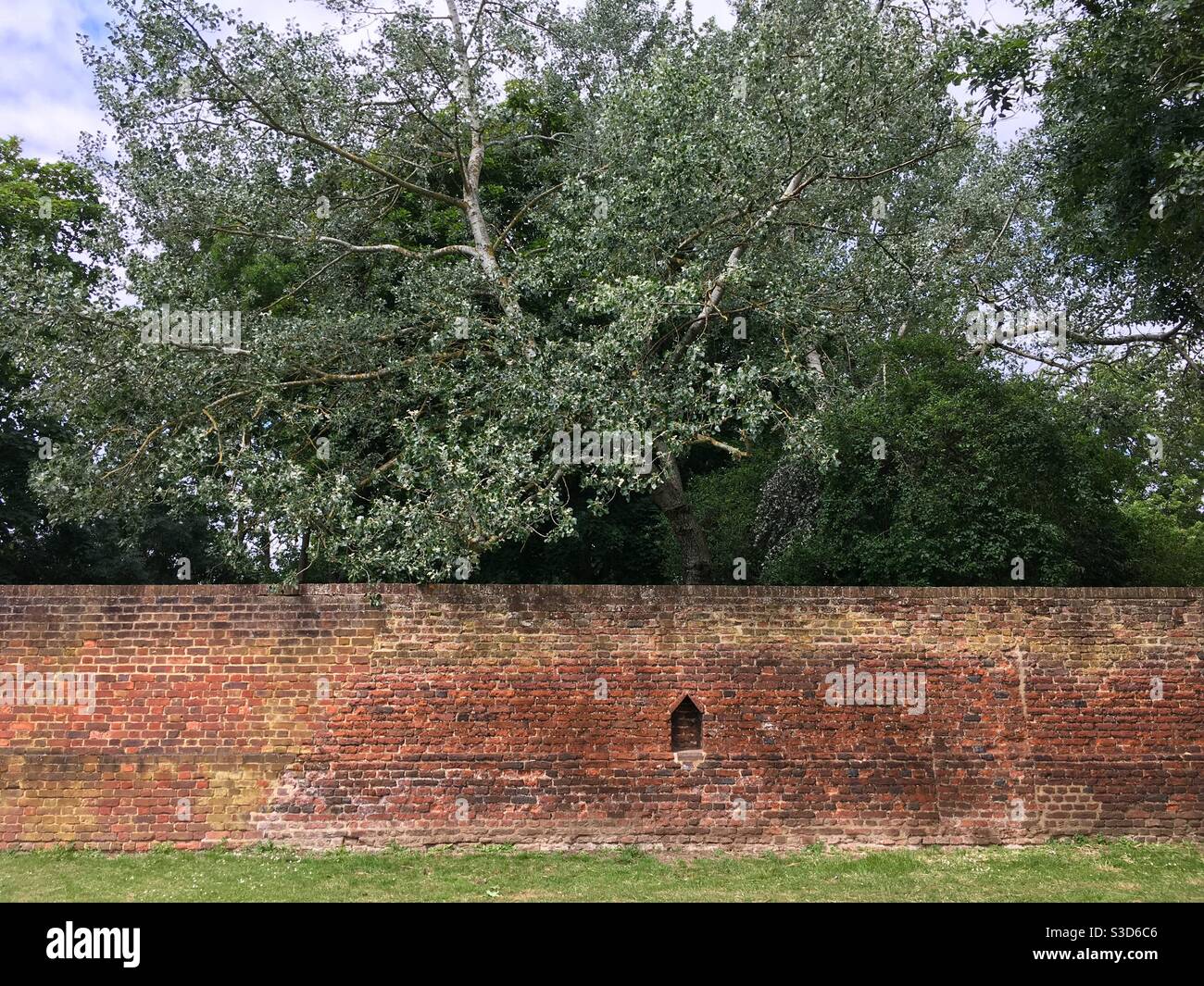 Brick wall and tree Stock Photo - Alamy