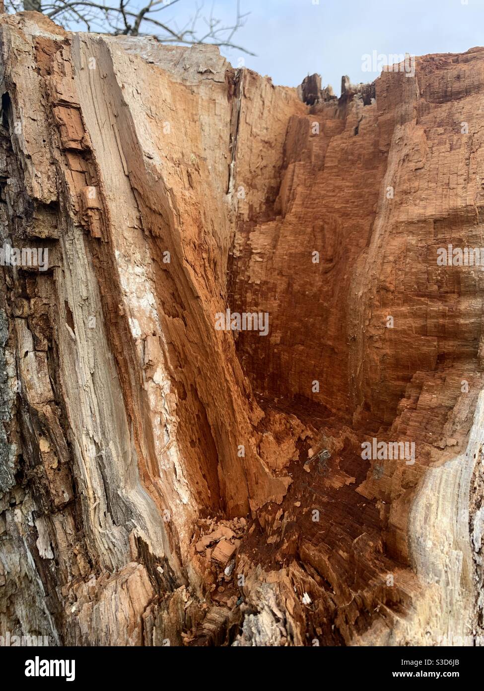 Internal tree hi-res stock photography and images - Alamy