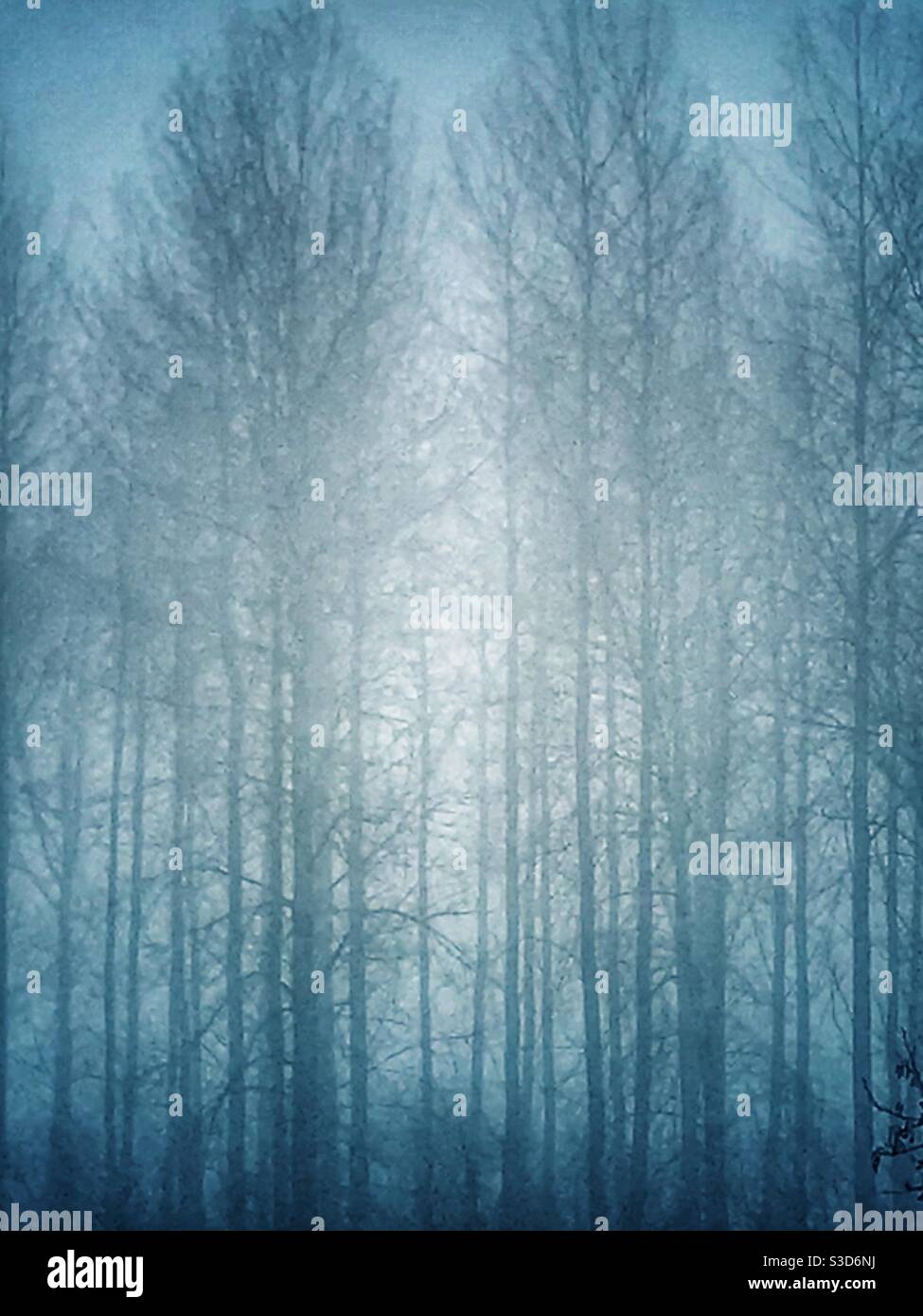 Tall winter trees hi-res stock photography and images - Alamy