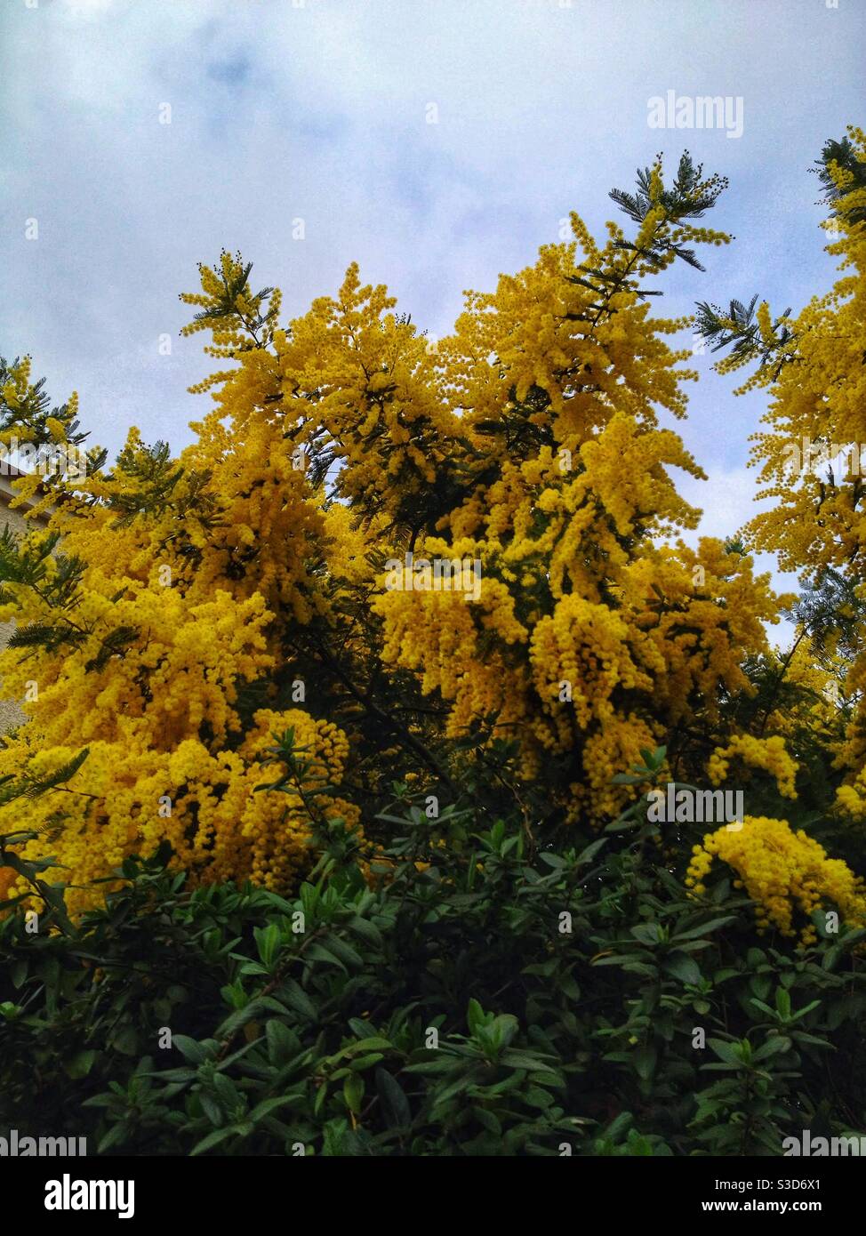 Mimosa tree blossom hi-res stock photography and images - Alamy