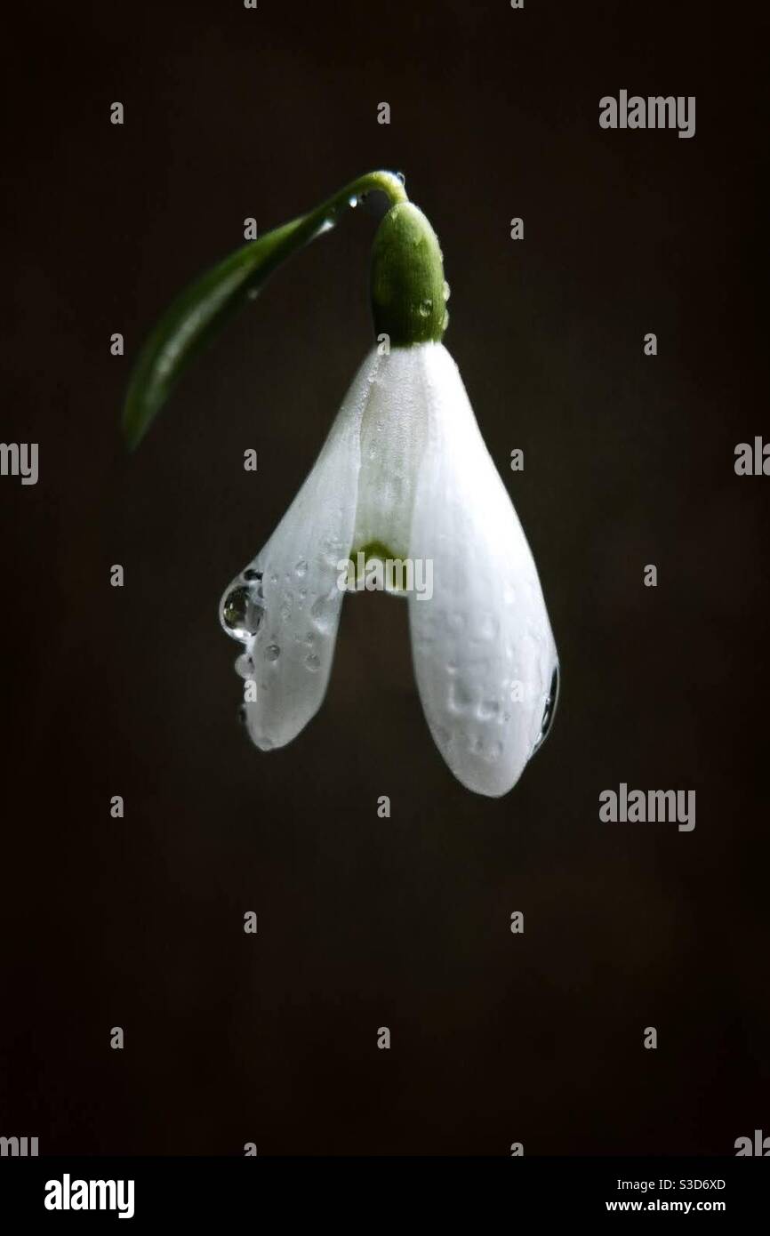 Snowdrop with raindrops Stock Photo - Alamy
