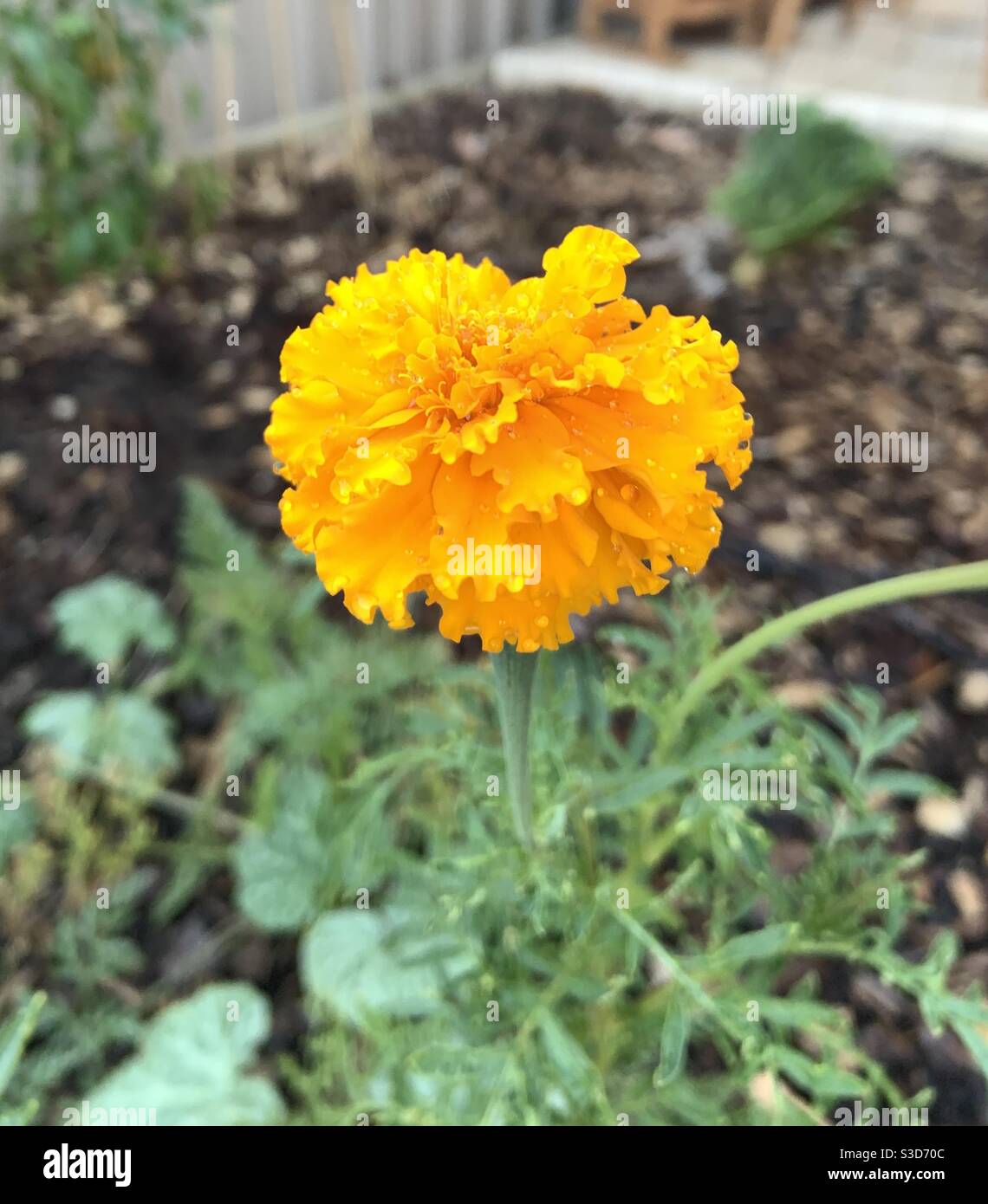 African marigold hi-res stock photography and images - Alamy