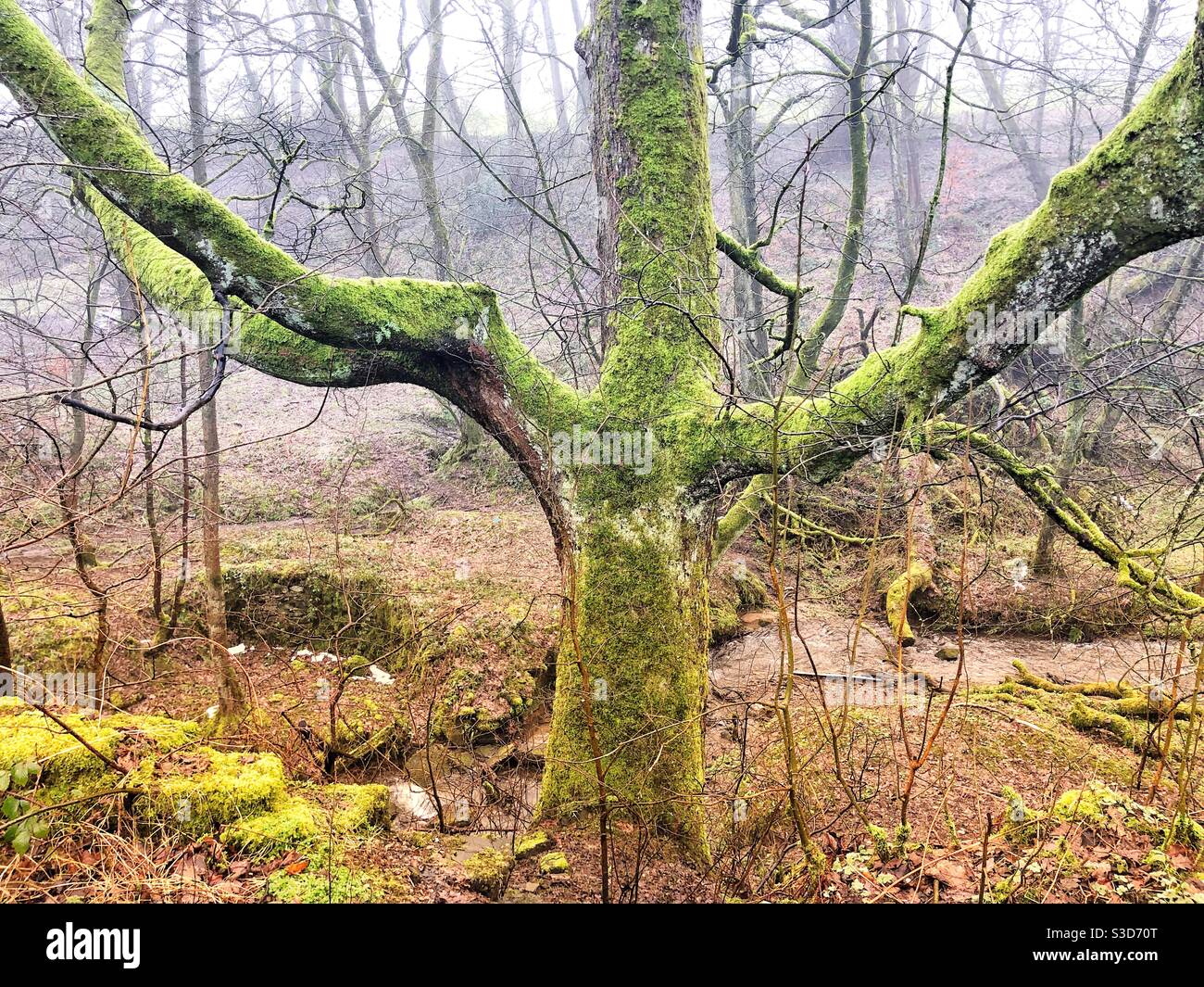 Ancient tree in winter hi-res stock photography and images - Alamy