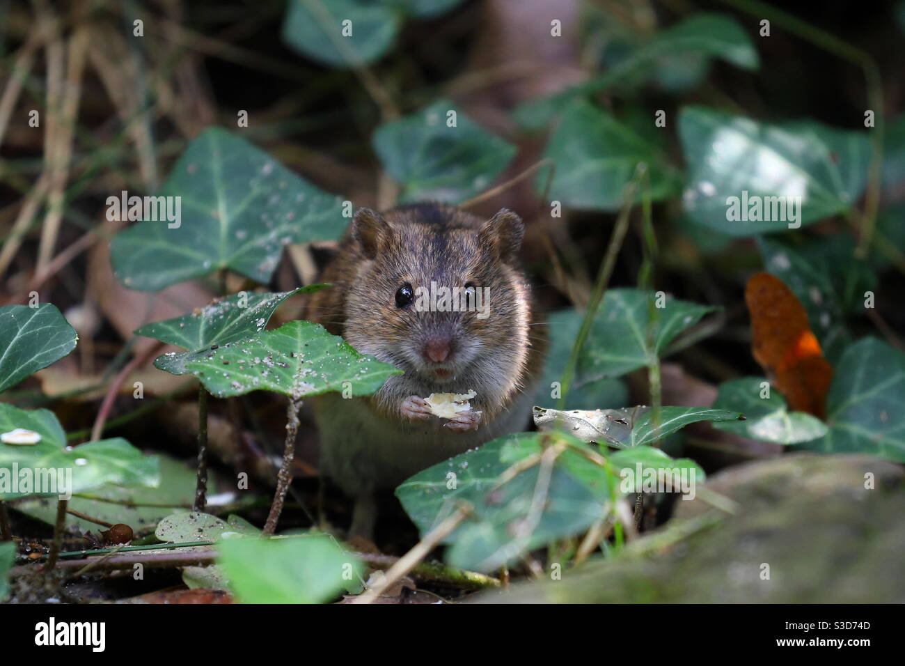 Mouse in nature hi-res stock photography and images - Alamy