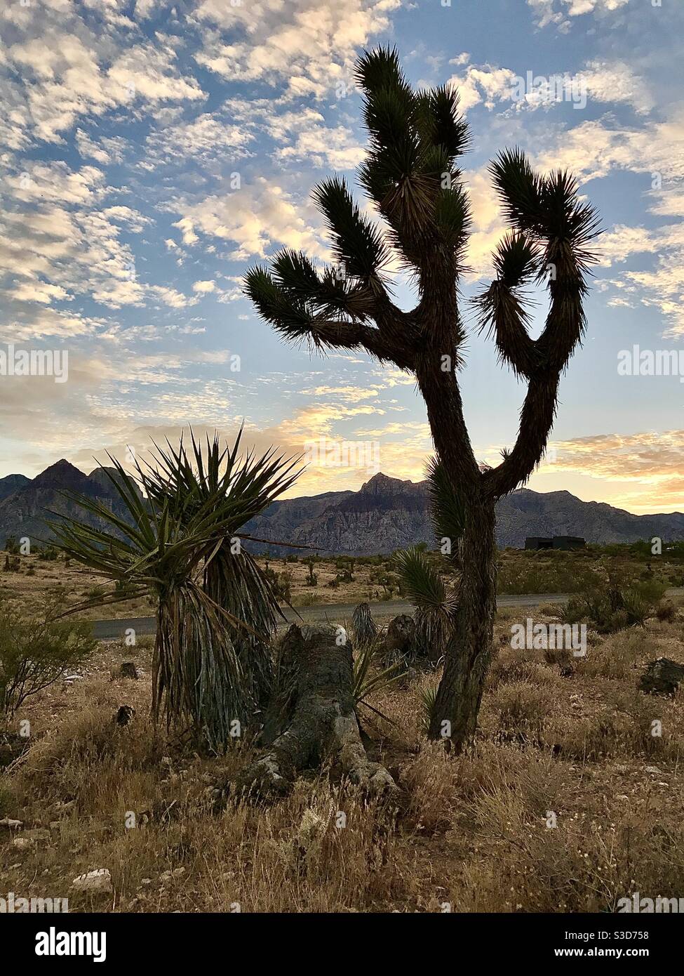 Desert cactus hi-res stock photography and images - Alamy