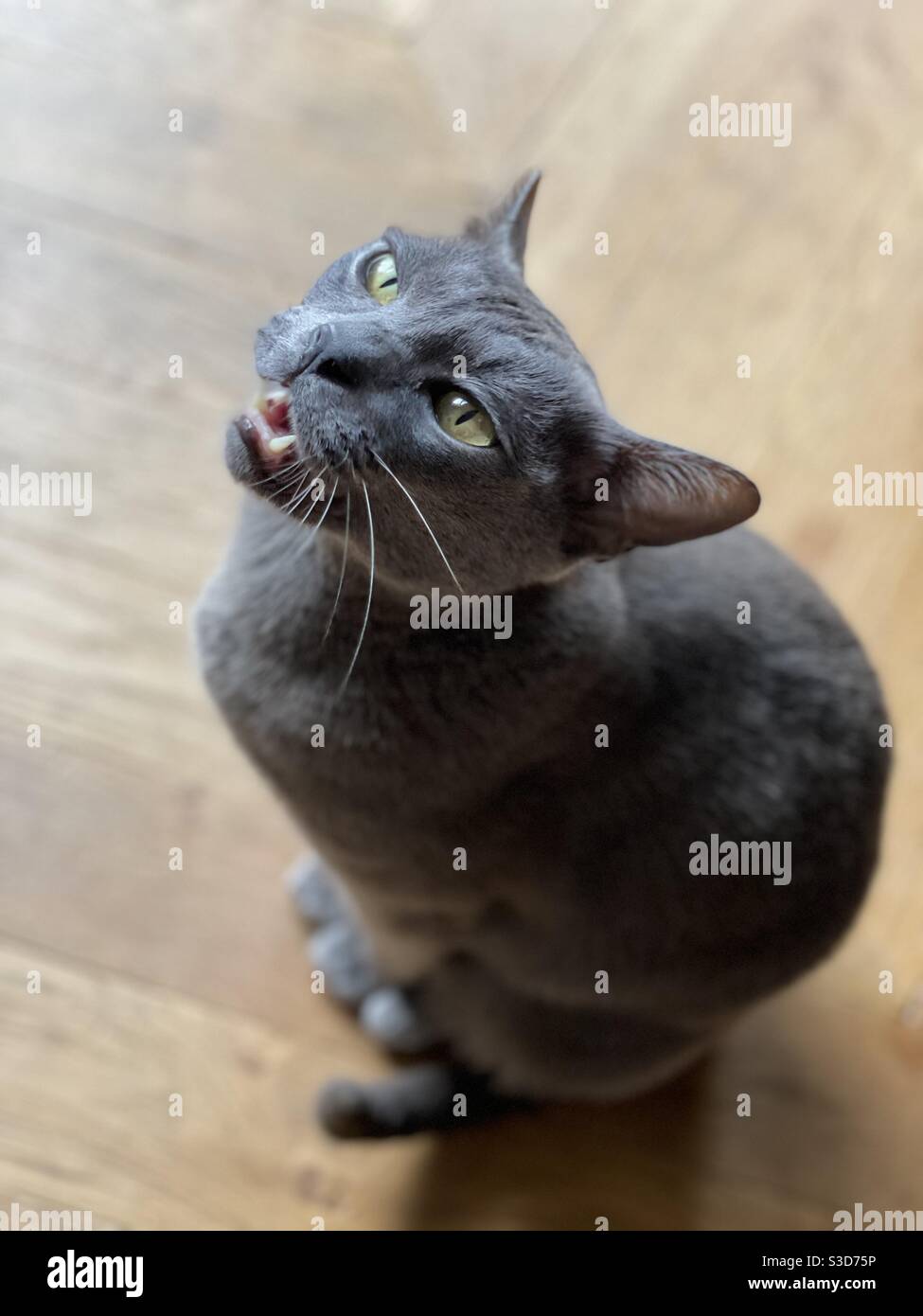 Expression cat hi-res stock photography and images - Alamy